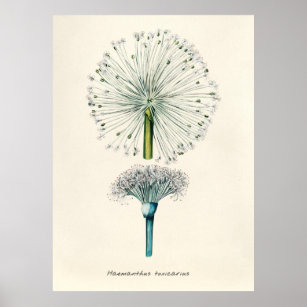Dandelion Posters & Prints | Zazzle UK