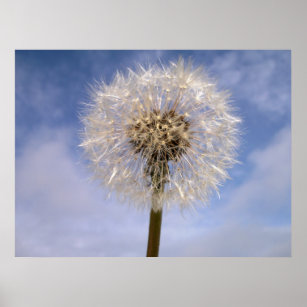 Dandelion Posters & Prints | Zazzle UK