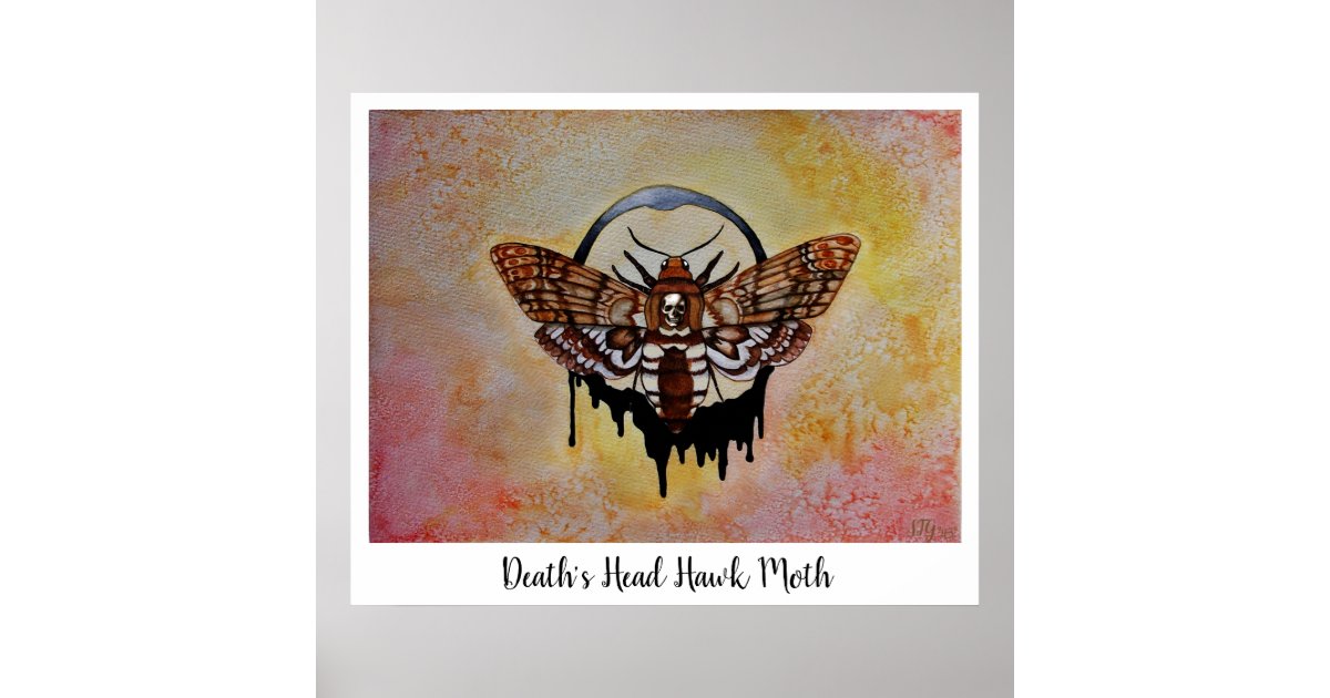 Death's Head Hawk Moth Poster | Zazzle