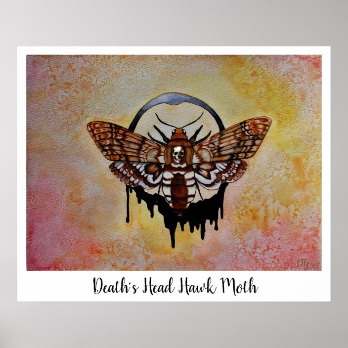 Death's Head Hawk Moth Poster | Zazzle.co.uk