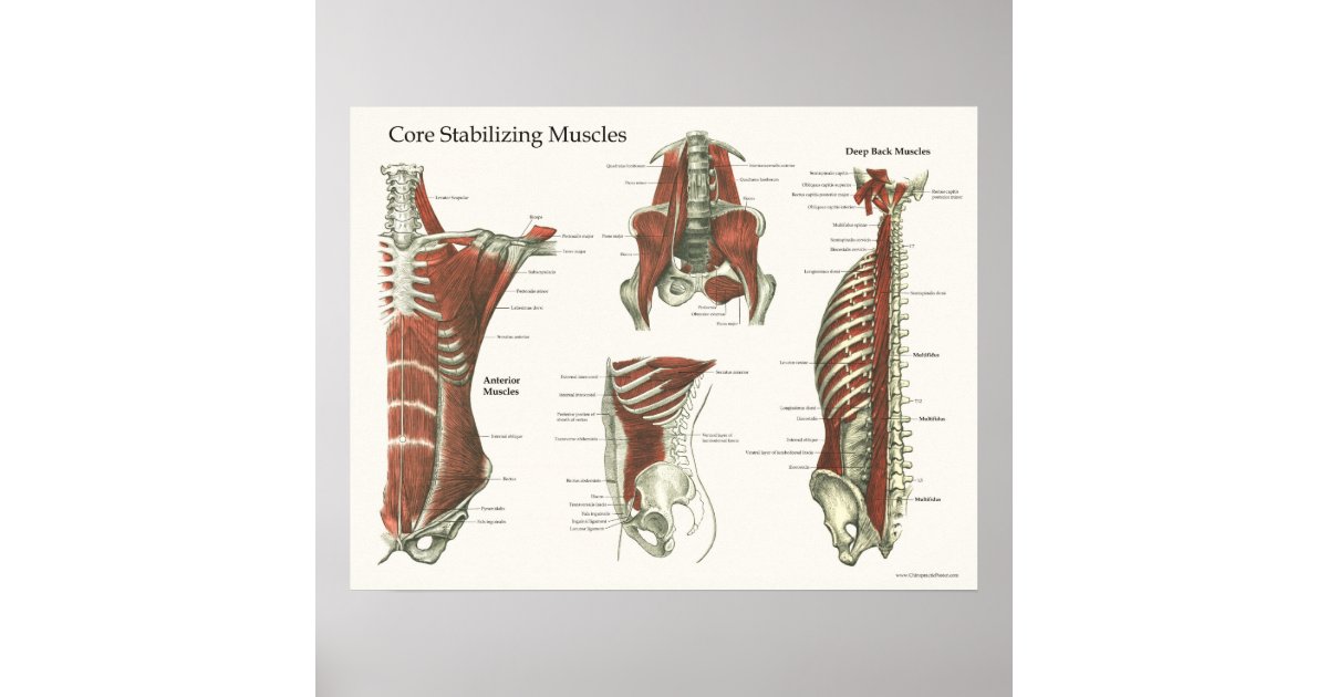 Deep & Core Stabilising Muscles Anatomy Poster #1 | Zazzle