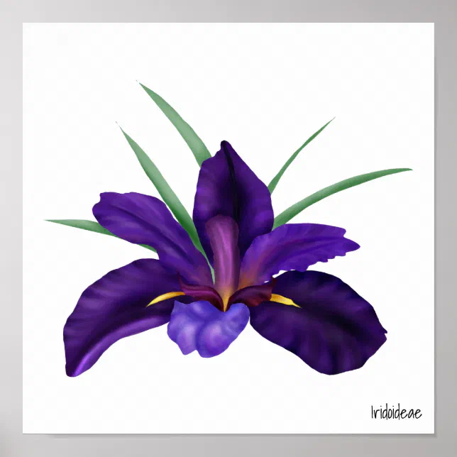 Deep Purple Bog Water Iris Illustration Poster | Zazzle