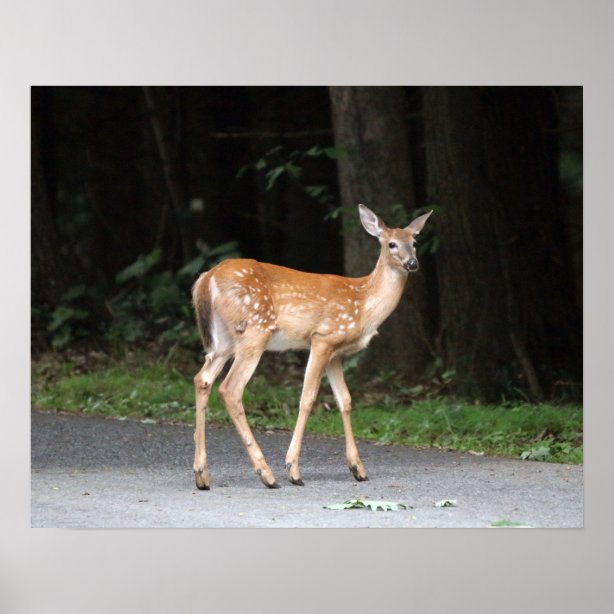 Deer Posters & Prints | Zazzle UK