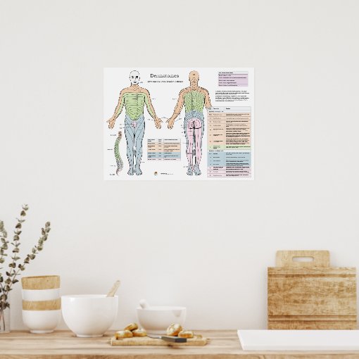Dermatomes Myotomes Deep tendon Reflexes Poster | Zazzle