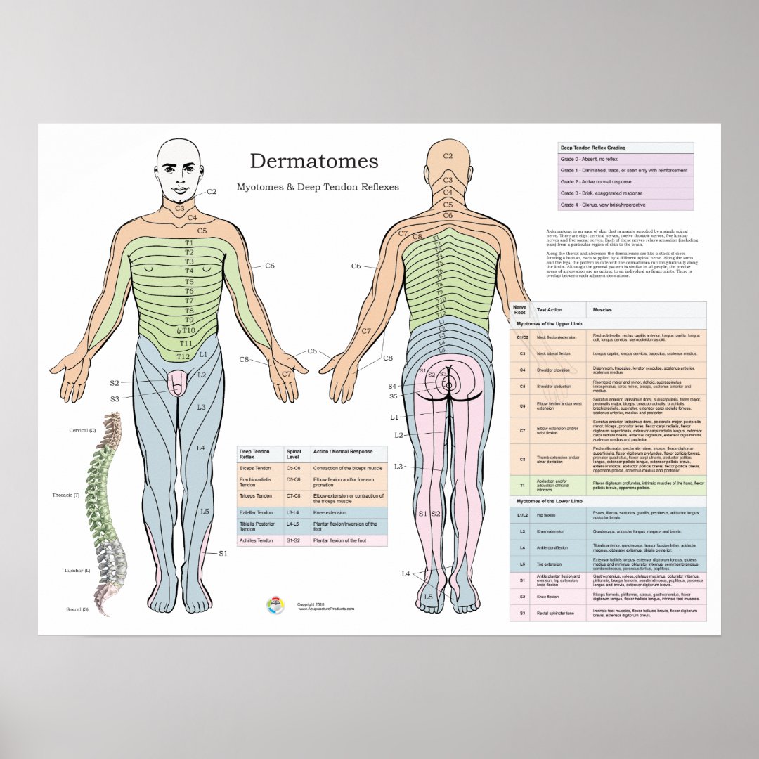 Dermatomes Myotomes Deep tendon Reflexes Poster | Zazzle