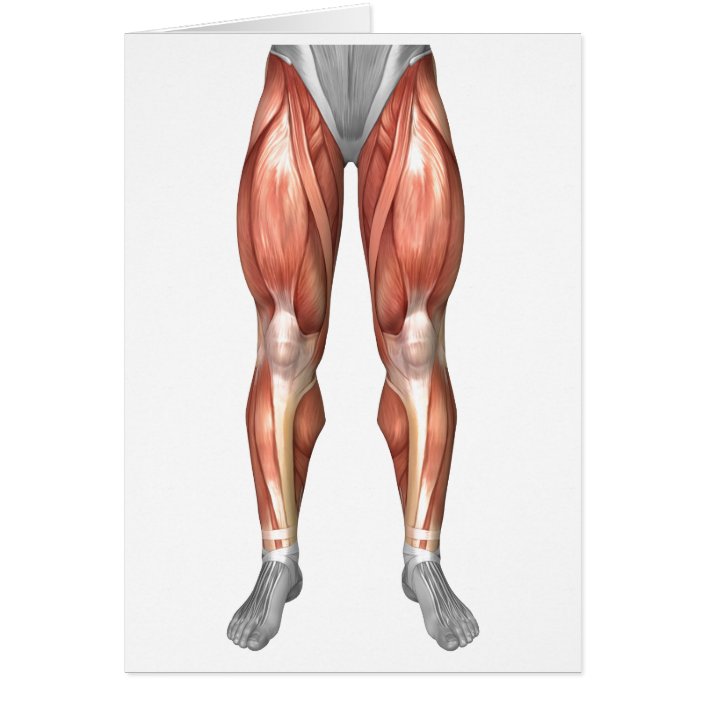 Diagram Illustrating Muscle Groups On Leg Front | Zazzle.co.uk