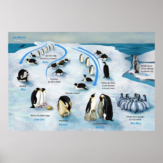Emperor Penguin Life Cycle