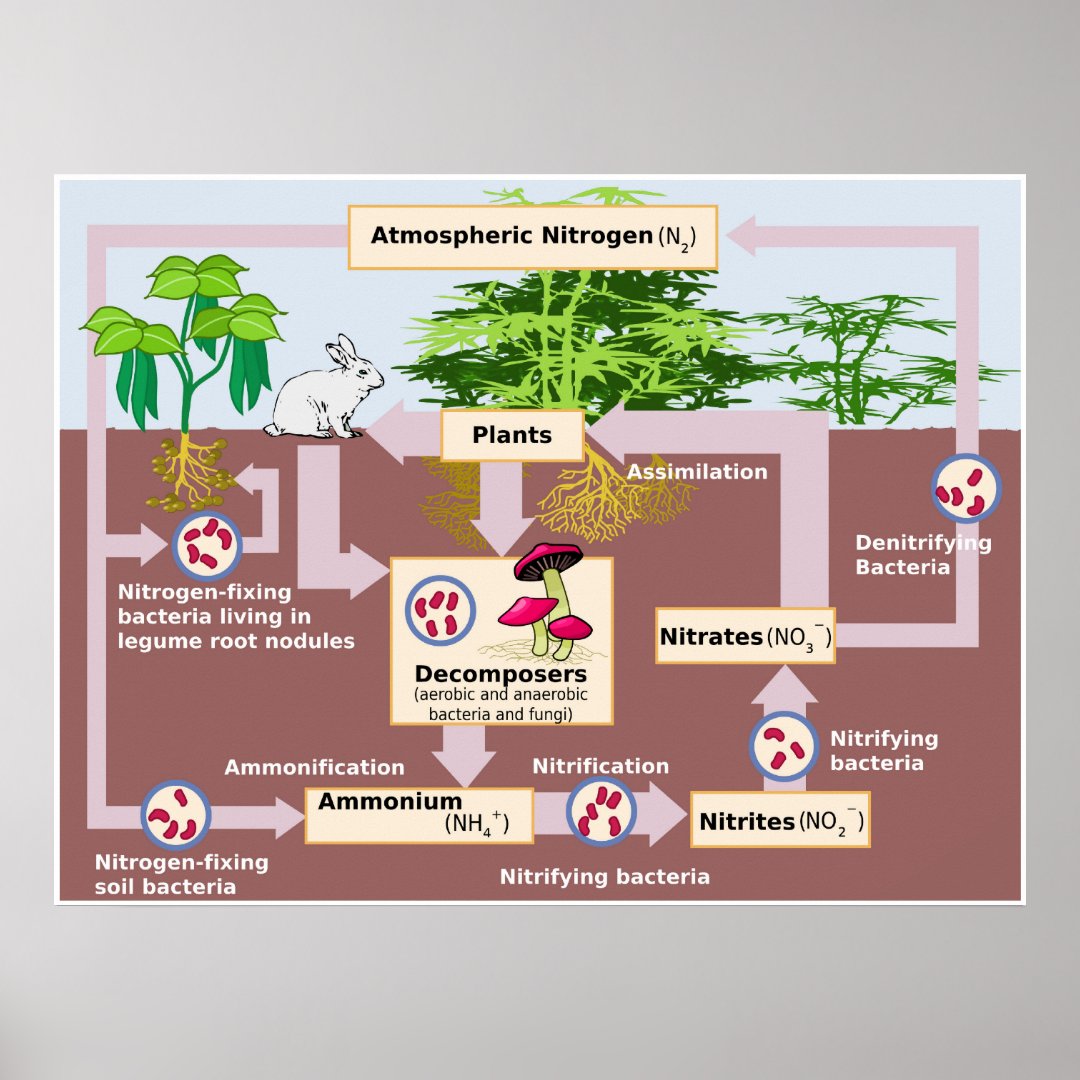 Diagram of Earth's Nitrogen Cycle Poster | Zazzle