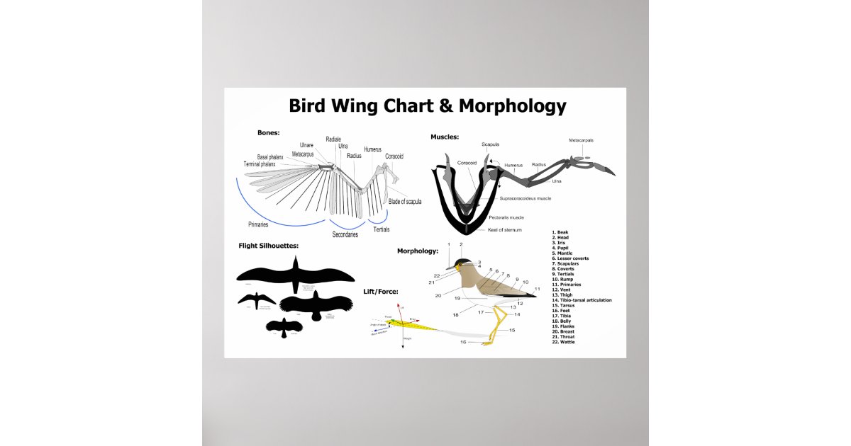 Diagram of the Anatomy of Bird Wings Poster | Zazzle