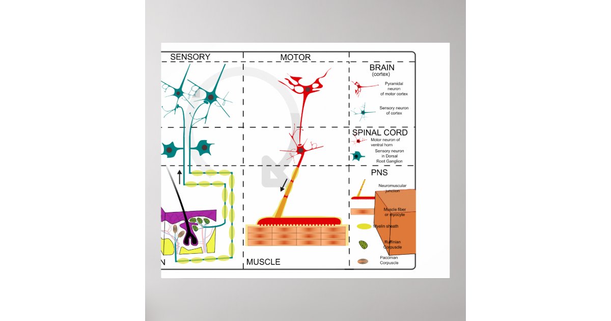 Diagram of the Organisation of the Nervous System Poster | Zazzle