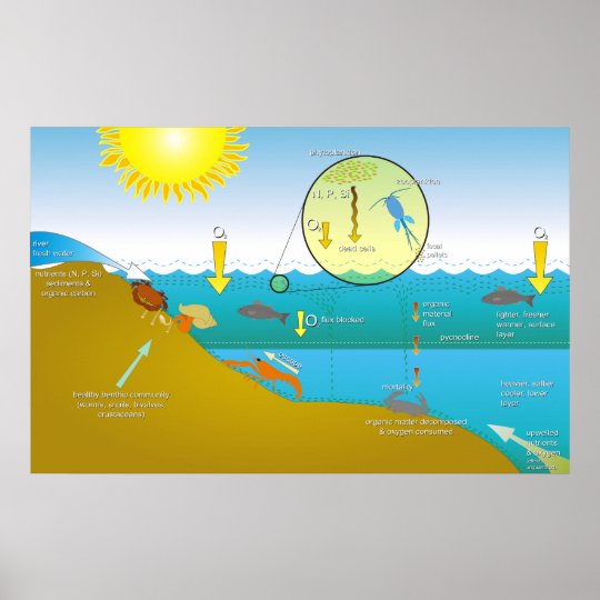 Diagram of the Water Eutrophication Process Poster | Zazzle.co.uk