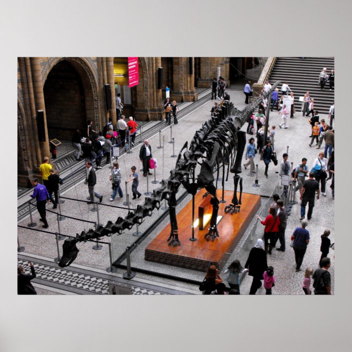 Dinosaur in the Natural History museum Poster | Zazzle.co.uk