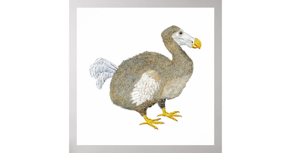 Dodo Bird Artwork Poster | Zazzle.co.uk