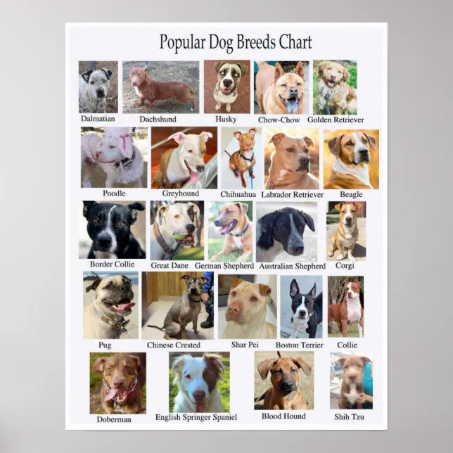 Dog Breeds Chart Poster | Zazzle