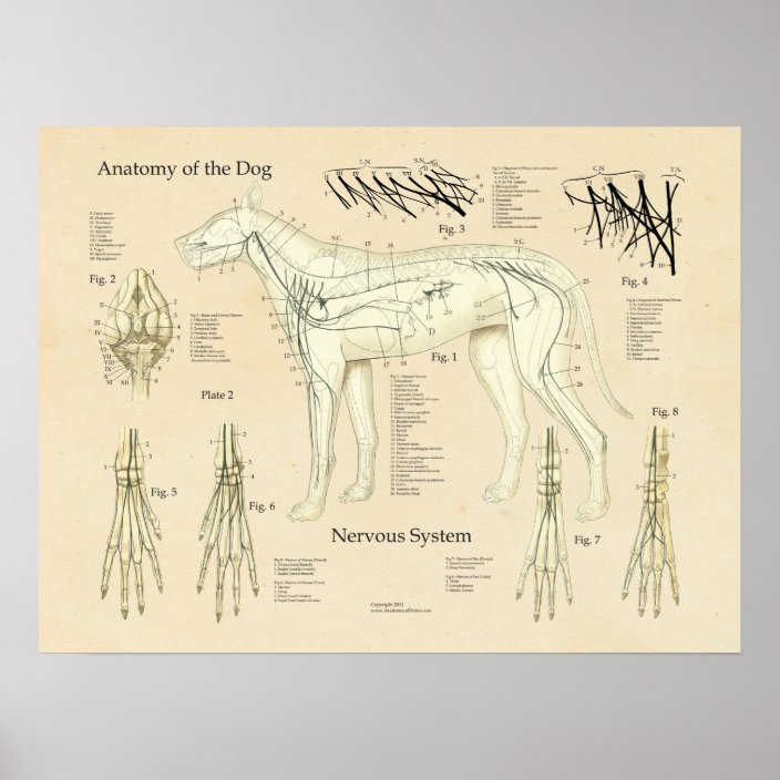 Dog Nervous System Nerve Anatomy Chart | Zazzle.co.uk