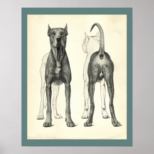 Dog Surface Topography Veterinary Anatomy Print | Zazzle