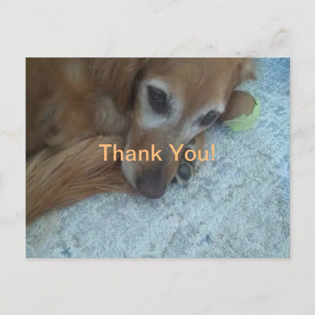 Dog Thank You card | Zazzle
