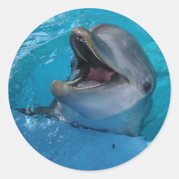 Dolphin Stickers & Labels | Zazzle UK
