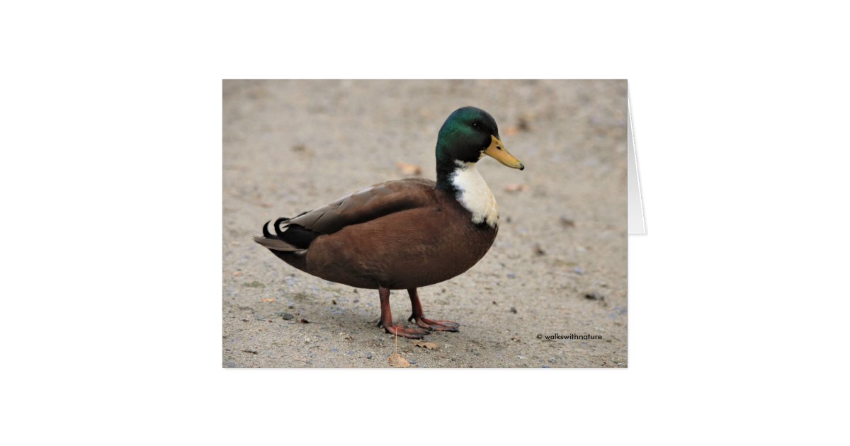 Domestic Mallard Duclair Bibbed Odd Duck | Zazzle