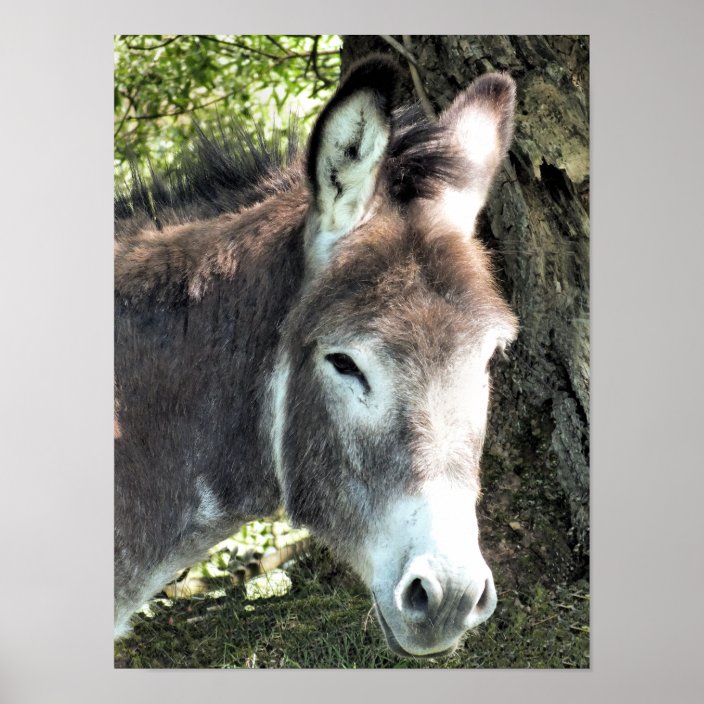 DONKEY POSTER | Zazzle.co.uk