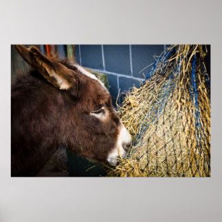 Donkey Posters | Zazzle.co.uk