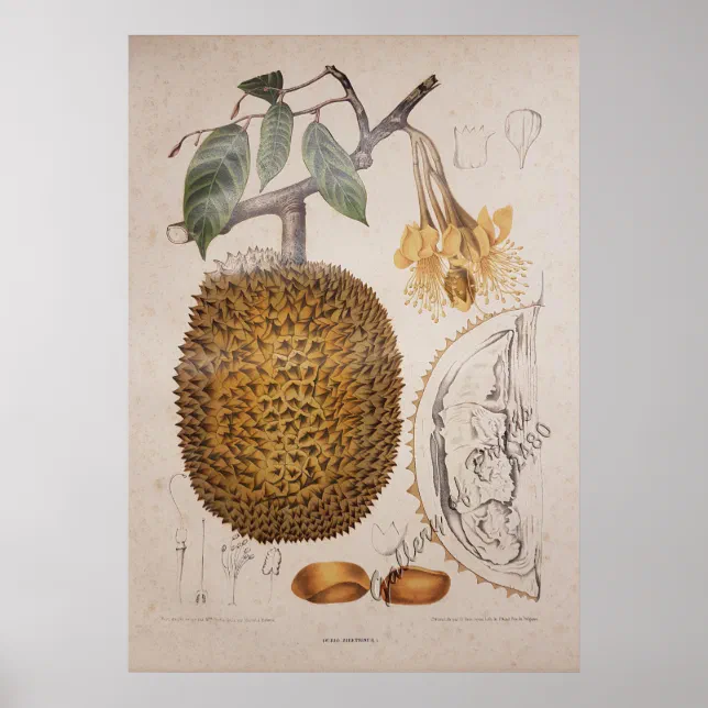 durian fruit vintage botanical illustration poster | Zazzle