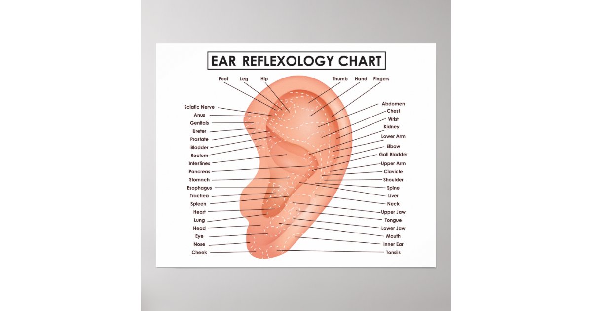 Ear Reflexology Chart 20" x 16", (Matte) Poster | Zazzle