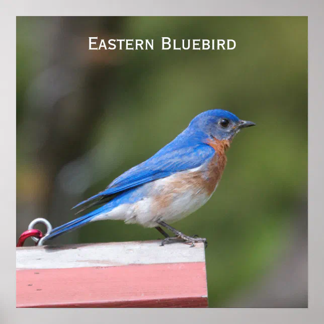 Eastern Bluebird Poster | Zazzle