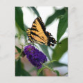 Eastern Tiger Swallowtail State Butterfly Photo Postcard | Zazzle