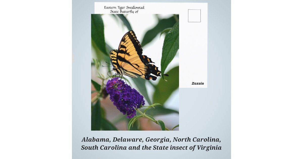 Eastern Tiger Swallowtail State Butterfly Photo Postcard | Zazzle
