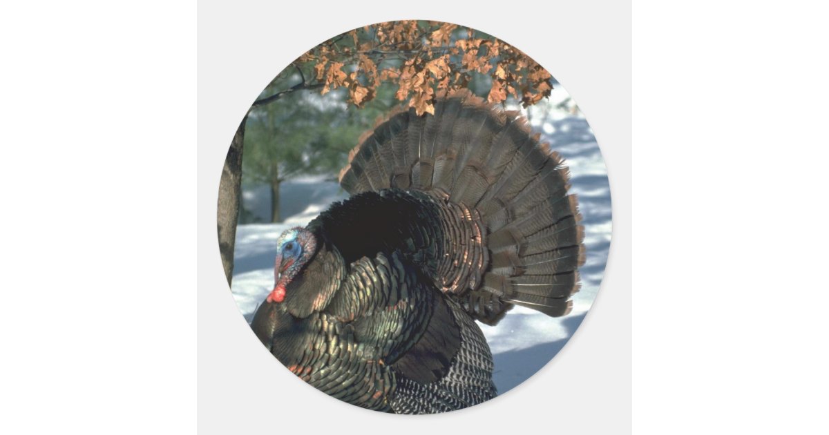 Eastern wild turkey, huge gobbler in full strut classic round sticker ...