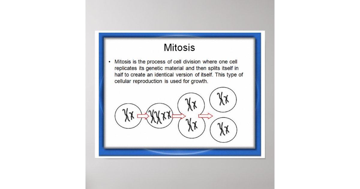 Education, Science, Mitosis Poster | Zazzle