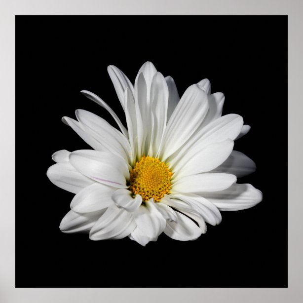 Daisy Posters & Prints | Zazzle UK