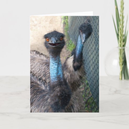 Emu Cards | Zazzle UK