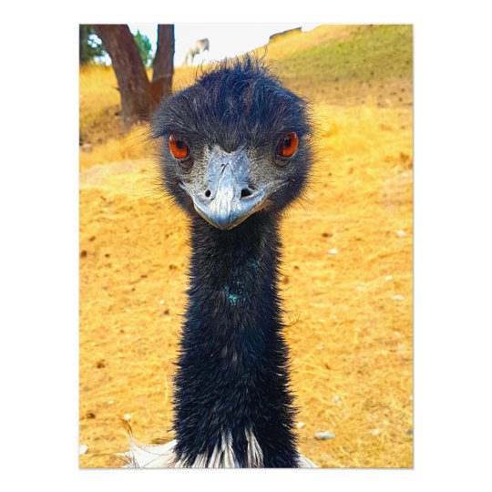 Emu Photo Print | Zazzle.co.uk