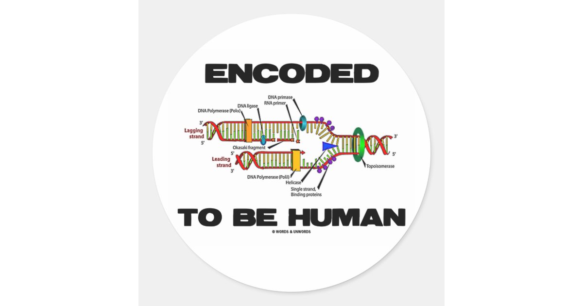 Encoded To Be Human (DNA Replication) Classic Round Sticker | Zazzle