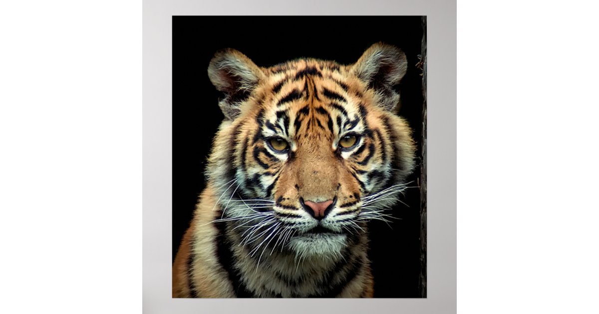 Endangered Tiger Cub Poster | Zazzle