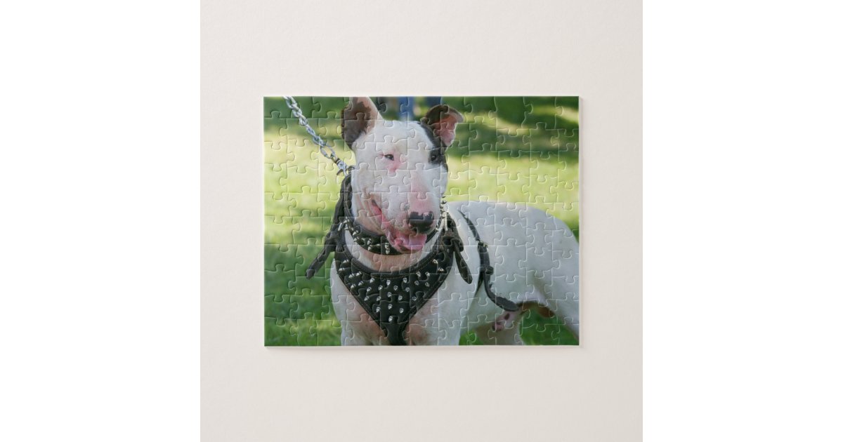 English bull terrier jigsaw puzzle | Zazzle