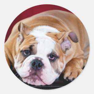 English Bulldog Stickers & Labels | Zazzle UK