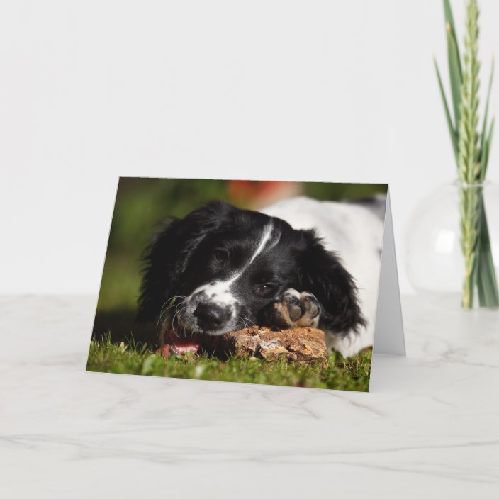 English Springer Spaniel Card | Zazzle