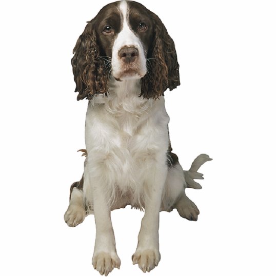 English Springer Spaniel Standing Photo Sculpture | Zazzle.co.uk