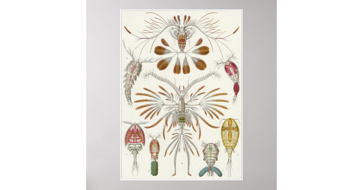 Ernst Haeckel Art Print: Copepoda Poster | Zazzle