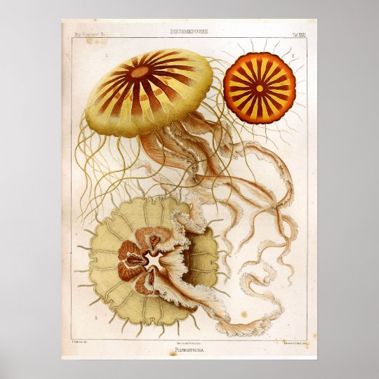 Ernst Haeckel SeaLife Ocean Jellyfish Art Print | Zazzle.co.uk