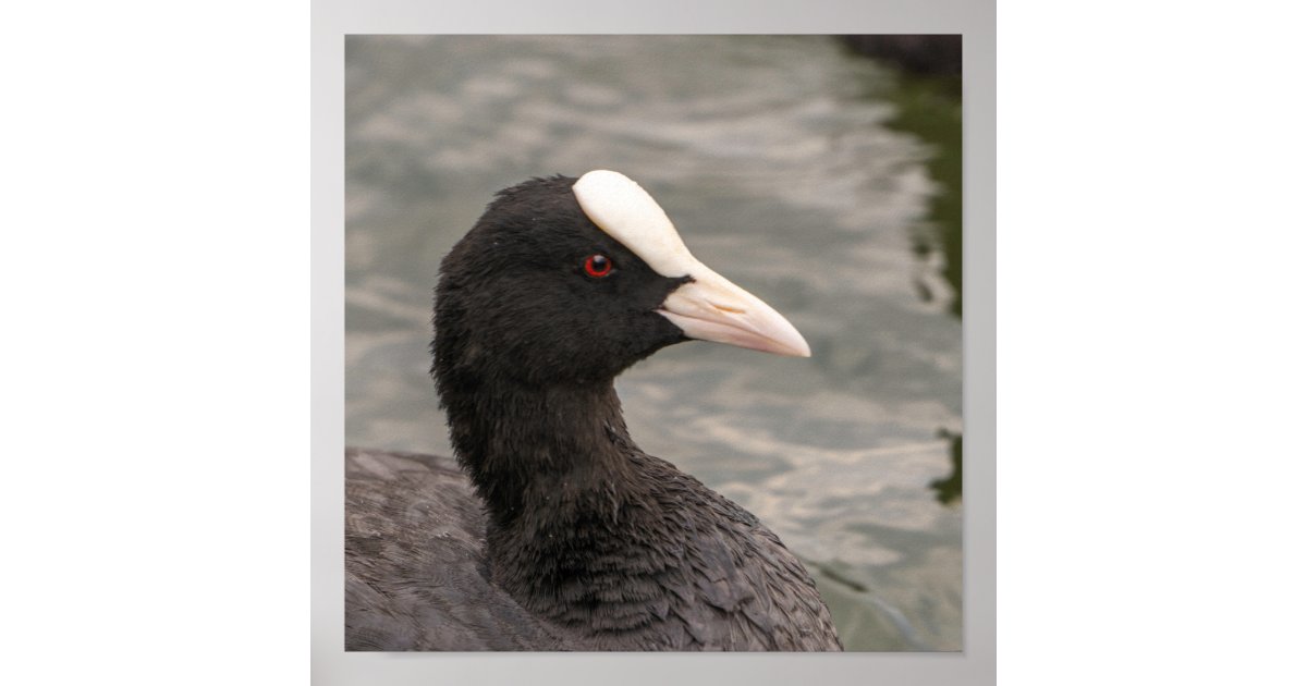 Eurasian coot's portrait poster | Zazzle