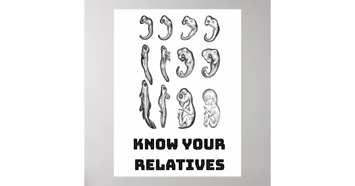 Evolution Embryogenesis Poster | Zazzle