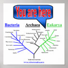 The Evolutionary tree of Religion Poster | Zazzle.co.uk