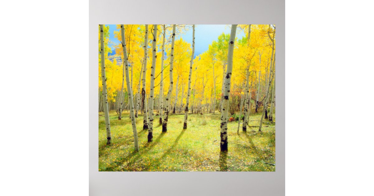 Fall colours of Aspen trees 4 Poster | Zazzle