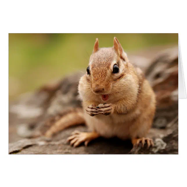 Fat & Happy Chipmunk | Zazzle