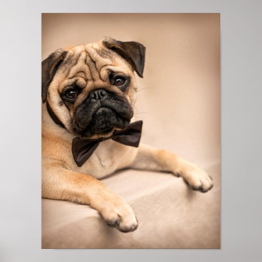 Pug Posters & Prints | Zazzle UK