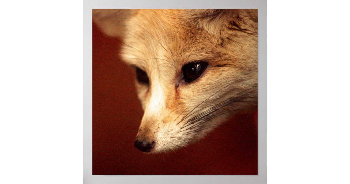 Fennec Fox Poster | Zazzle